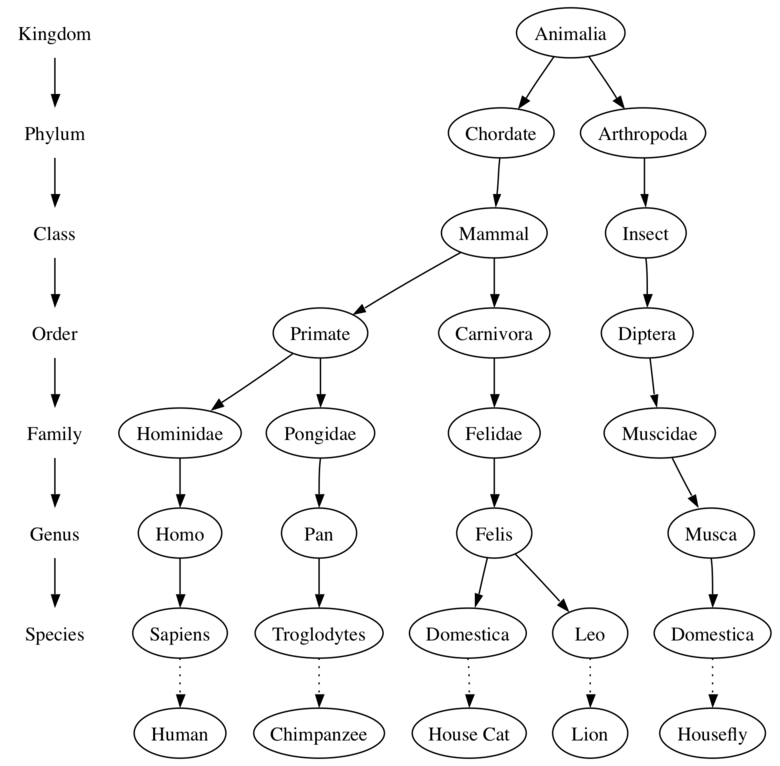 The Tree Data Structure Adventures In Coding Algorithms